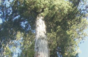 Native and Autochthonous Trees of Chile | Brand Chile