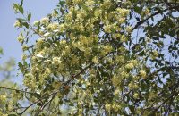 Native and Autochthonous Trees of Chile | Brand Chile