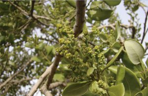 Native and Autochthonous Trees of Chile | Brand Chile